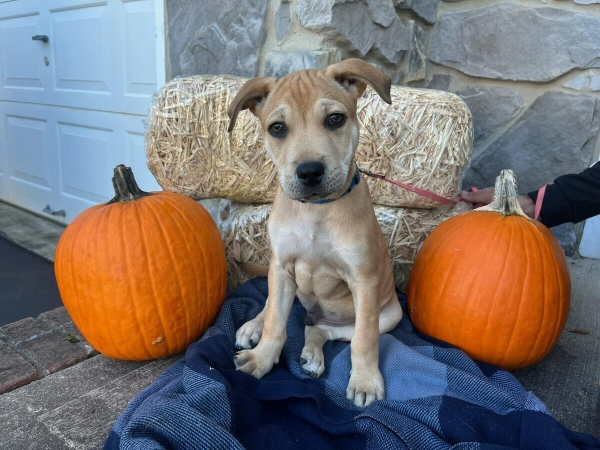 Somerset Regional Animal Shelter - Fall Furry Friends to Adopt ...