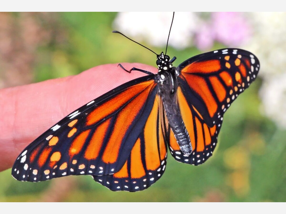 Somerset County’s Leonard J. Buck Garden to Host ‘The Magical ...