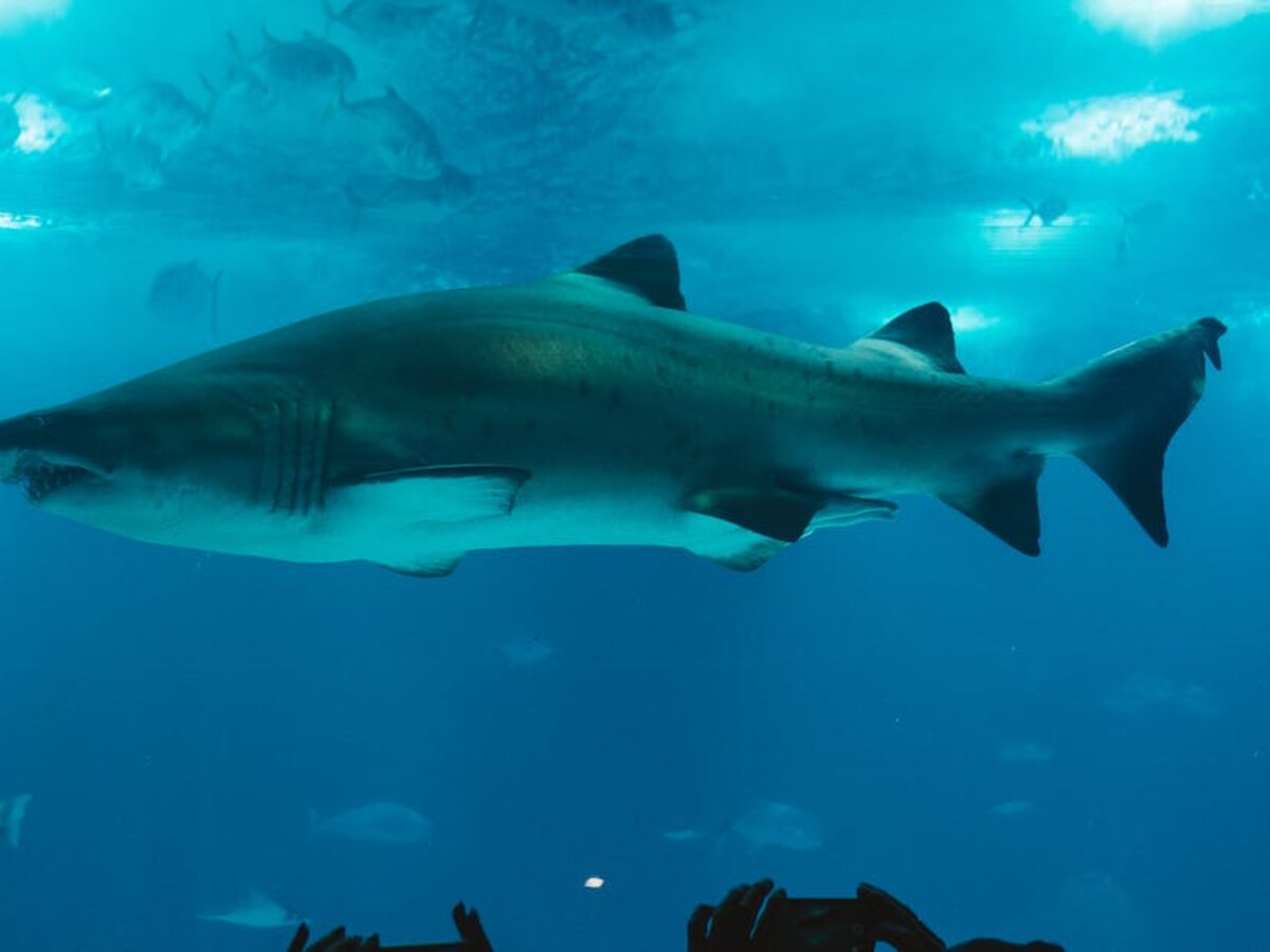 Learn About Sharks at Raritan Public Library | Raritan Neighbors NJ ...